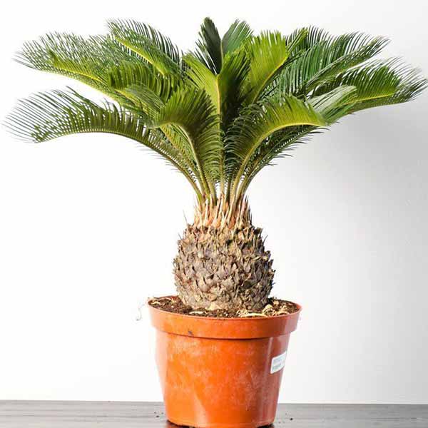 Choose the Sago Palm To Honor Your Loved One Today